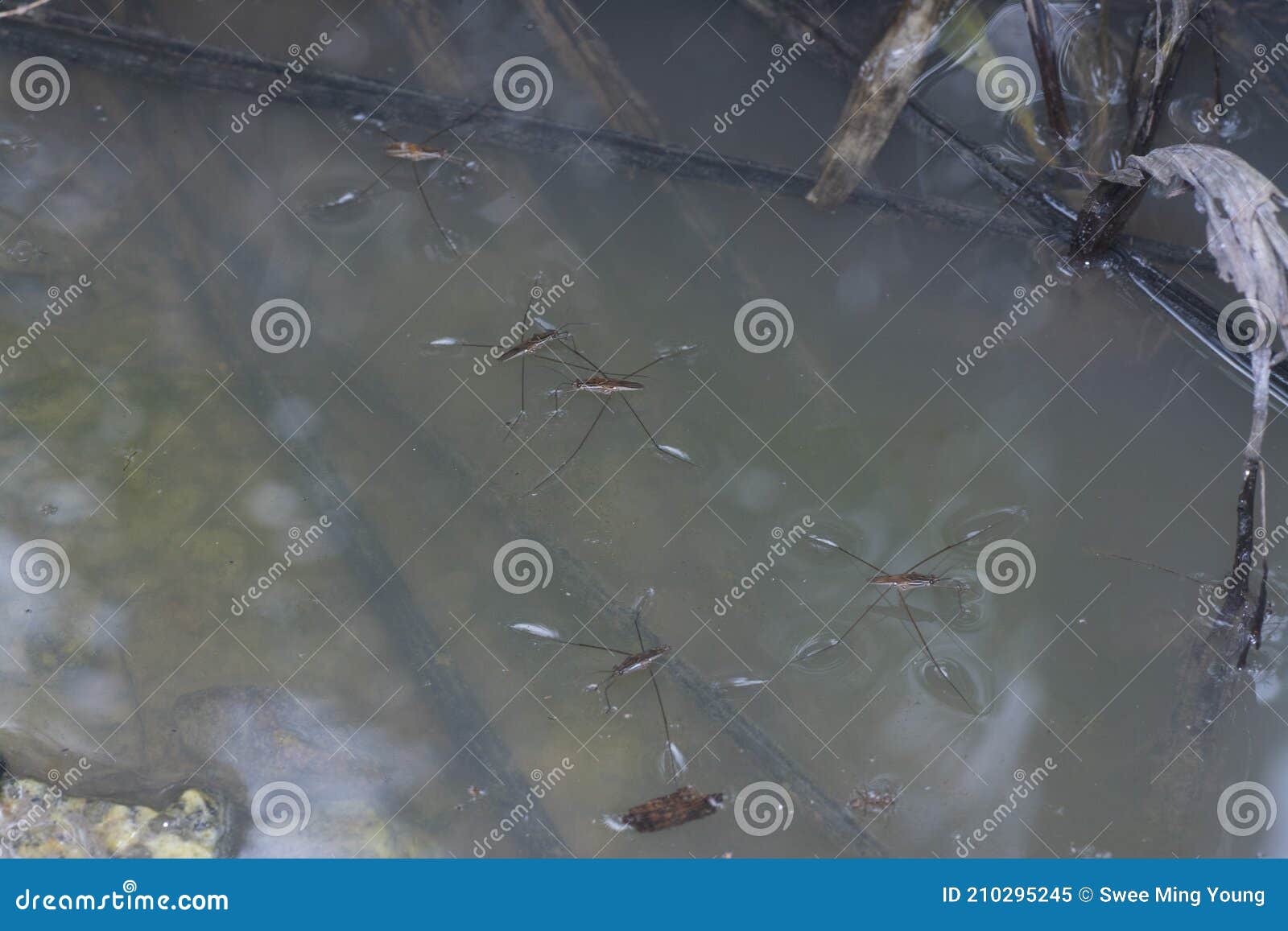 Abstract Shot of the Waterstrider Insect Floating on the Surface of the ...