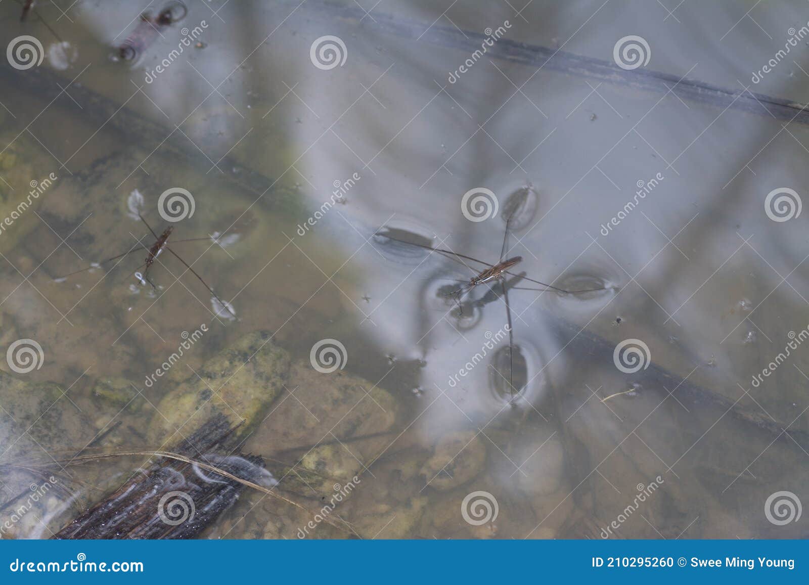 Abstract Shot of the Waterstrider Insect Floating on the Surface of the ...