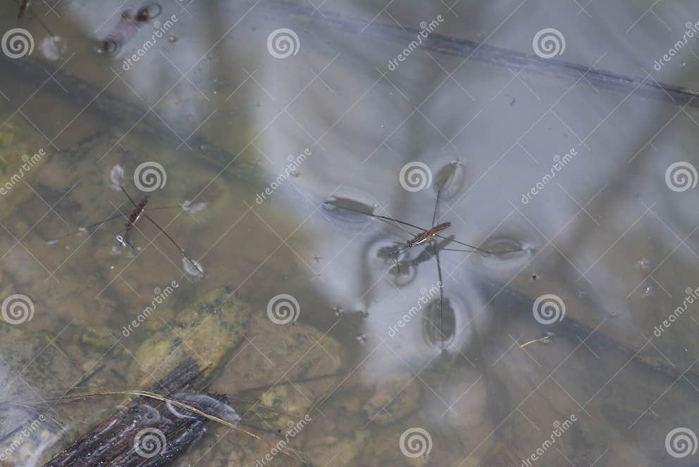 Abstract Shot of the Waterstrider Insect Floating on the Surface of the ...