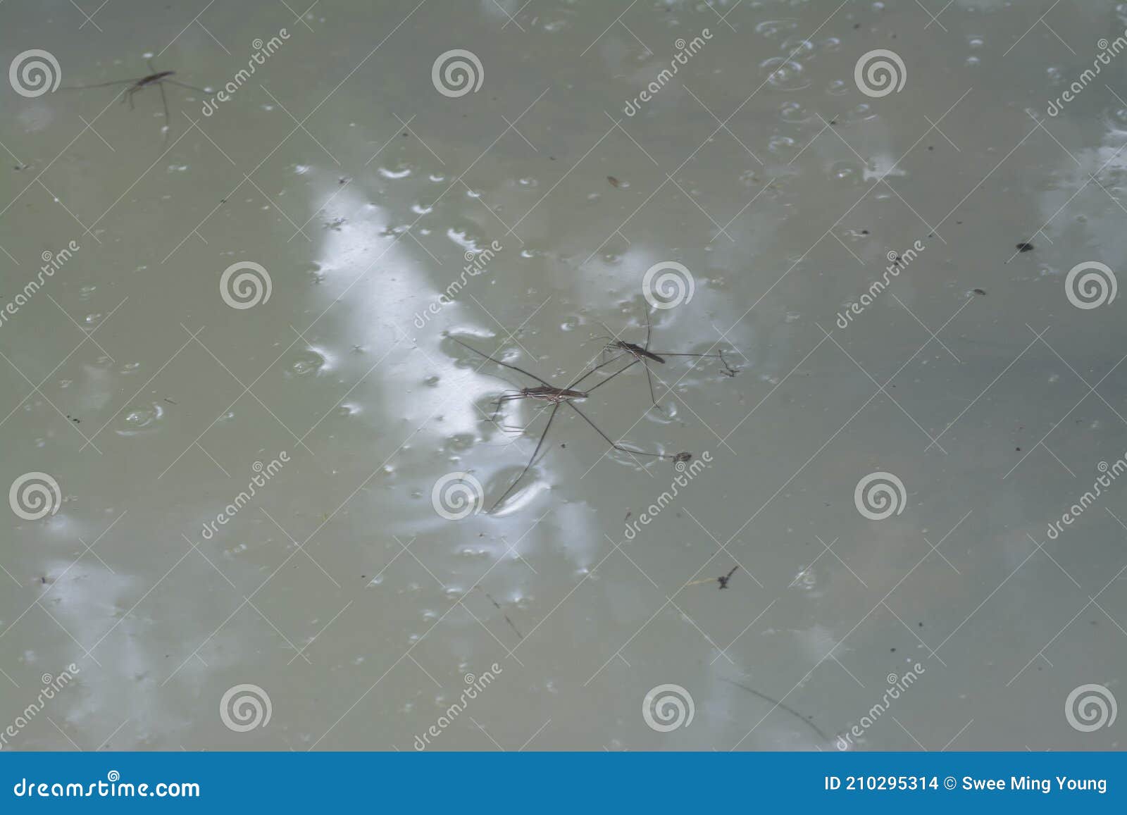 Abstract Shot of the Waterstrider Insect Floating on the Surface of the ...