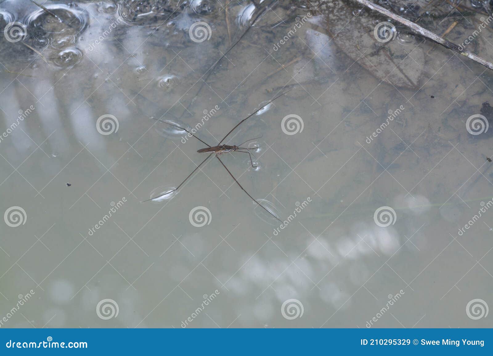 Abstract Shot of the Waterstrider Insect Floating on the Surface of the ...