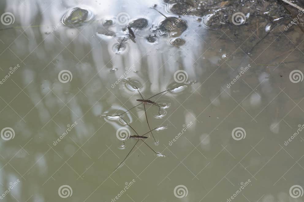 Abstract Shot of the Waterstrider Insect Floating on the Surface of the ...