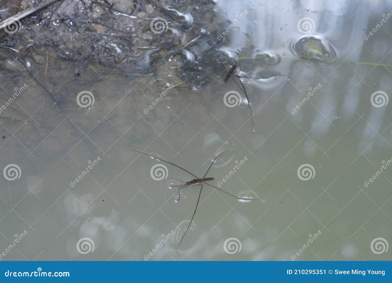 Abstract Shot of the Waterstrider Insect Floating on the Surface of the ...