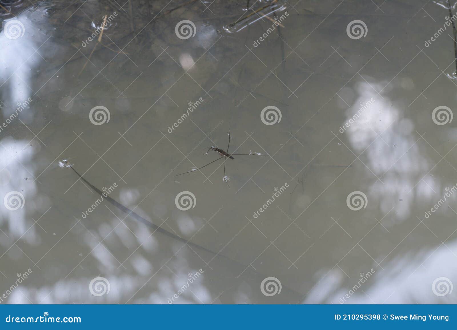 Abstract Shot of the Waterstrider Insect Floating on the Surface of the ...