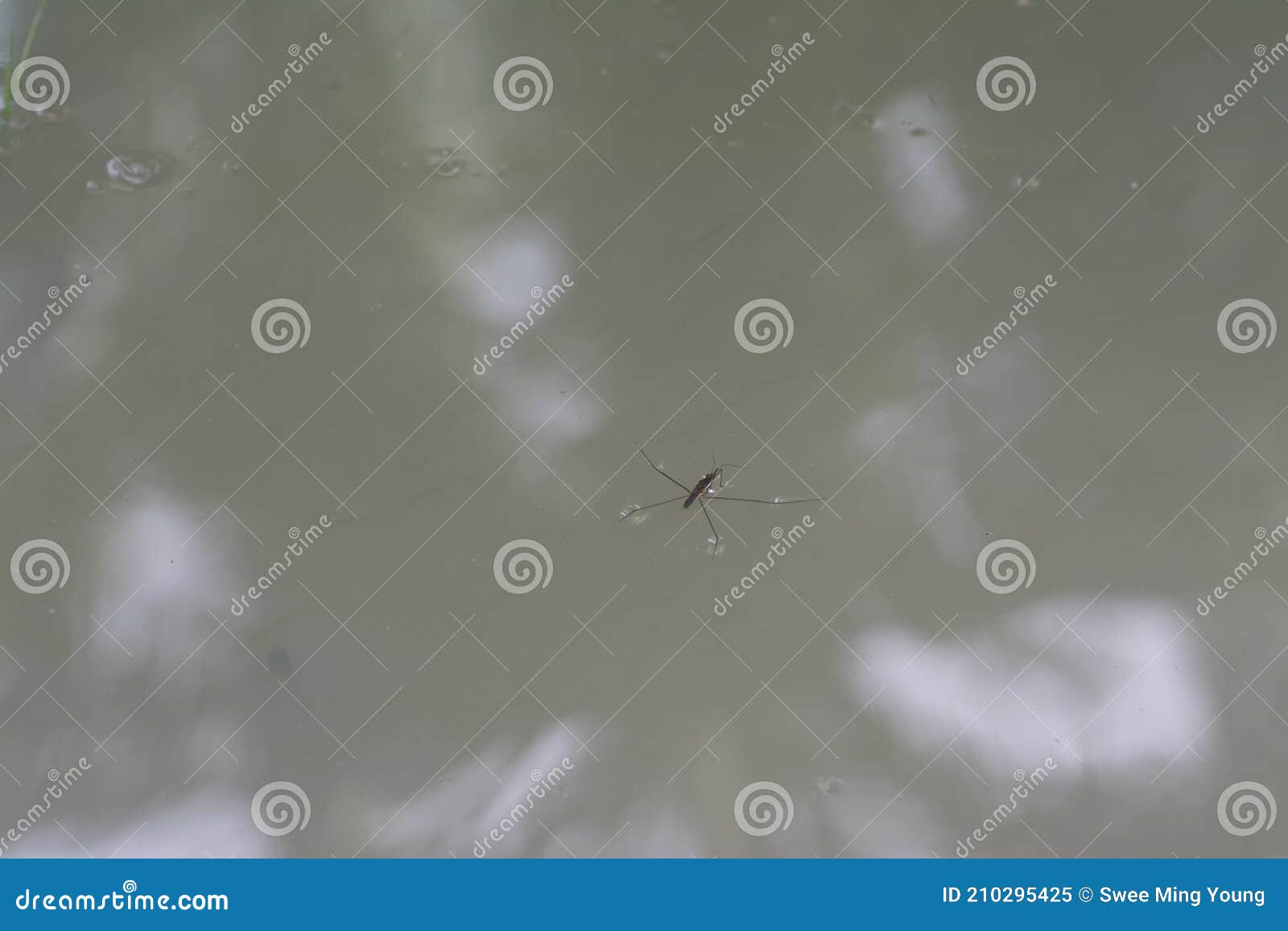 Abstract Shot of the Waterstrider Insect Floating on the Surface of the ...