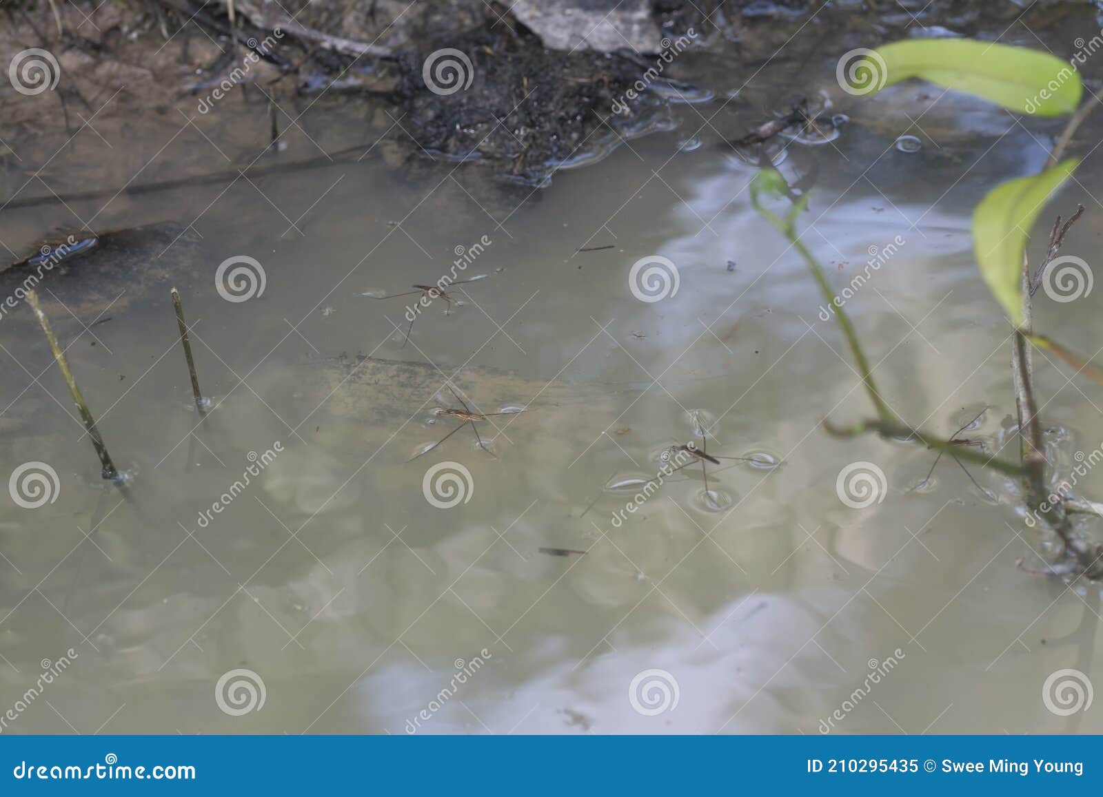 Abstract Shot of the Waterstrider Insect Floating on the Surface of the ...
