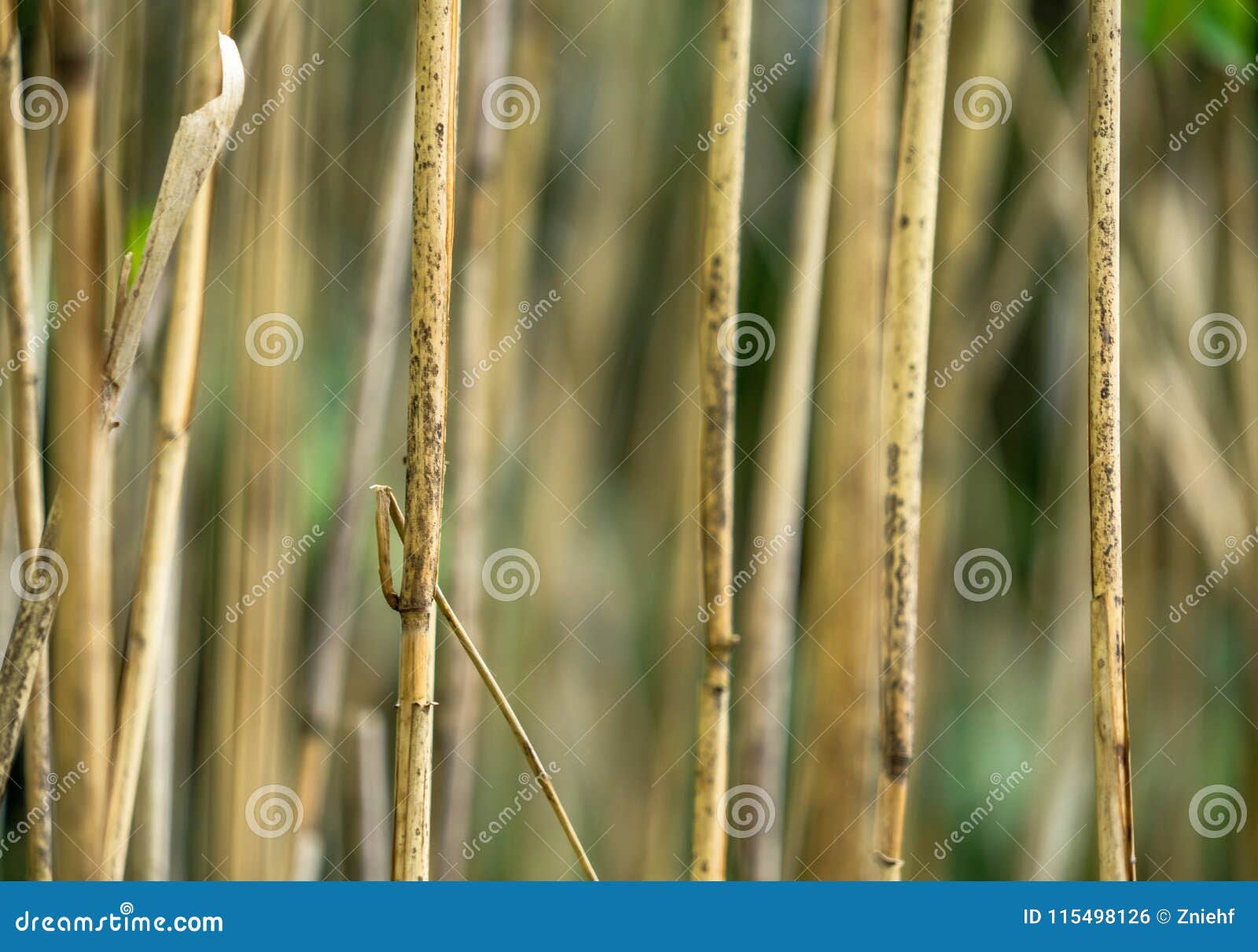 Abstract Image of Thin Dry Shield Reed Stems with Low Depth of Field ...