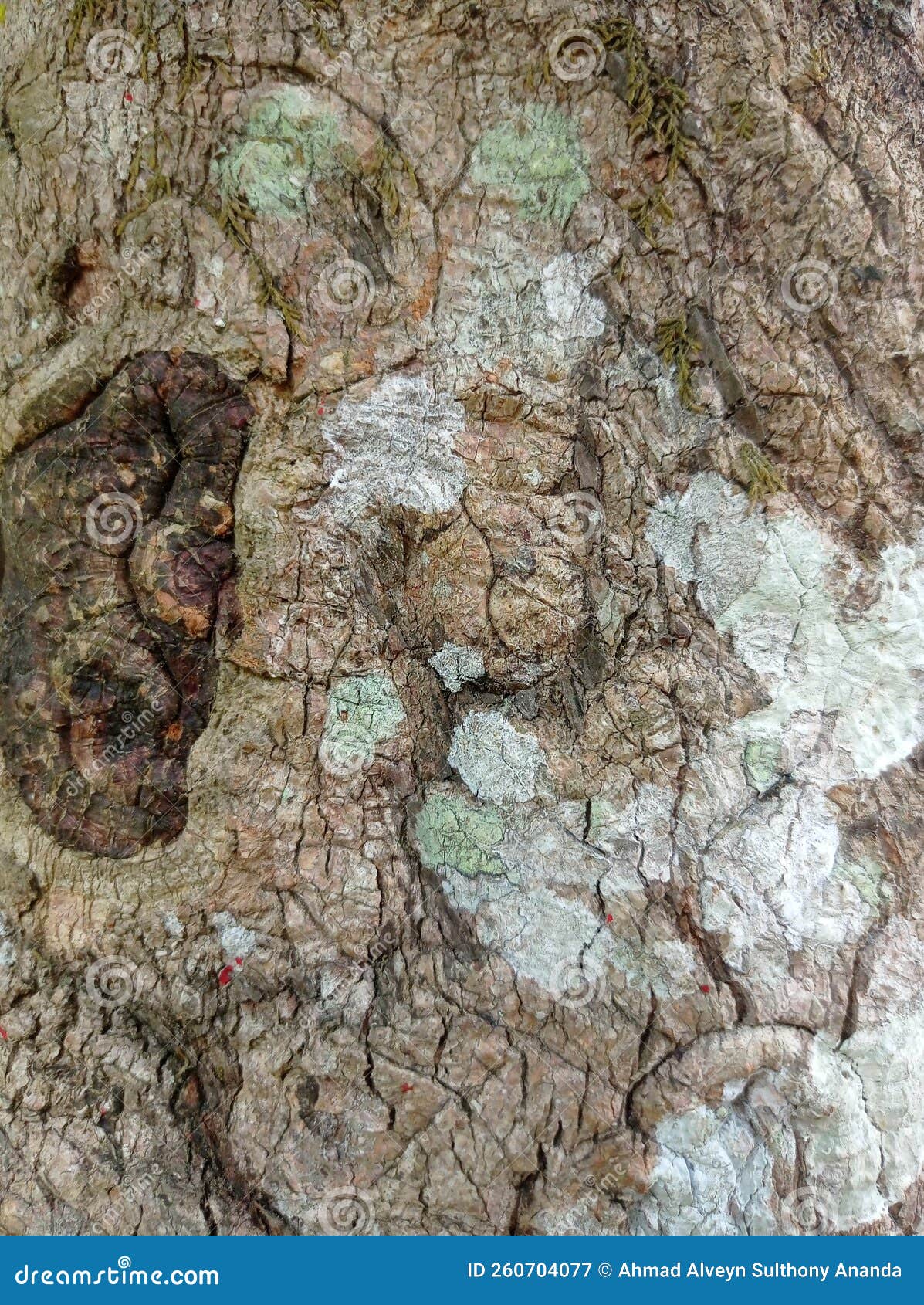 Tree Body Texture Abstract Image Stock Image - Image of material, grove ...