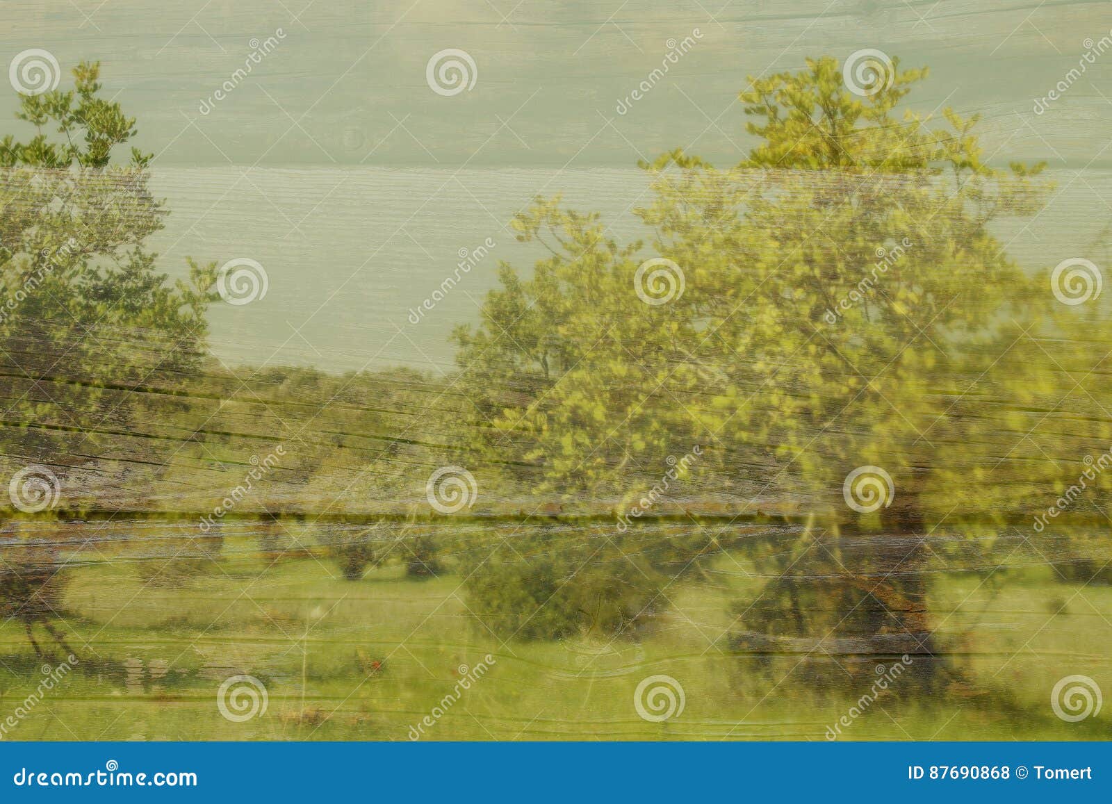Abstract Image of the Trees. Double Exposure Effect. Stock Photo ...