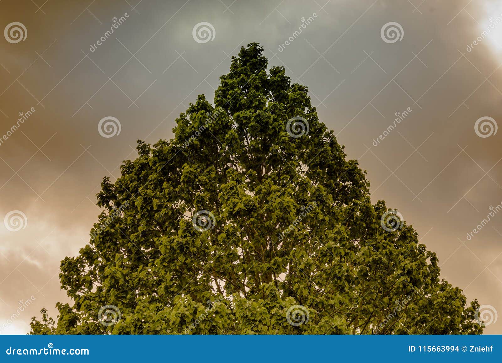 Abstract Image of a Triangle Formed by a Treetop in Front of a Gloomy ...