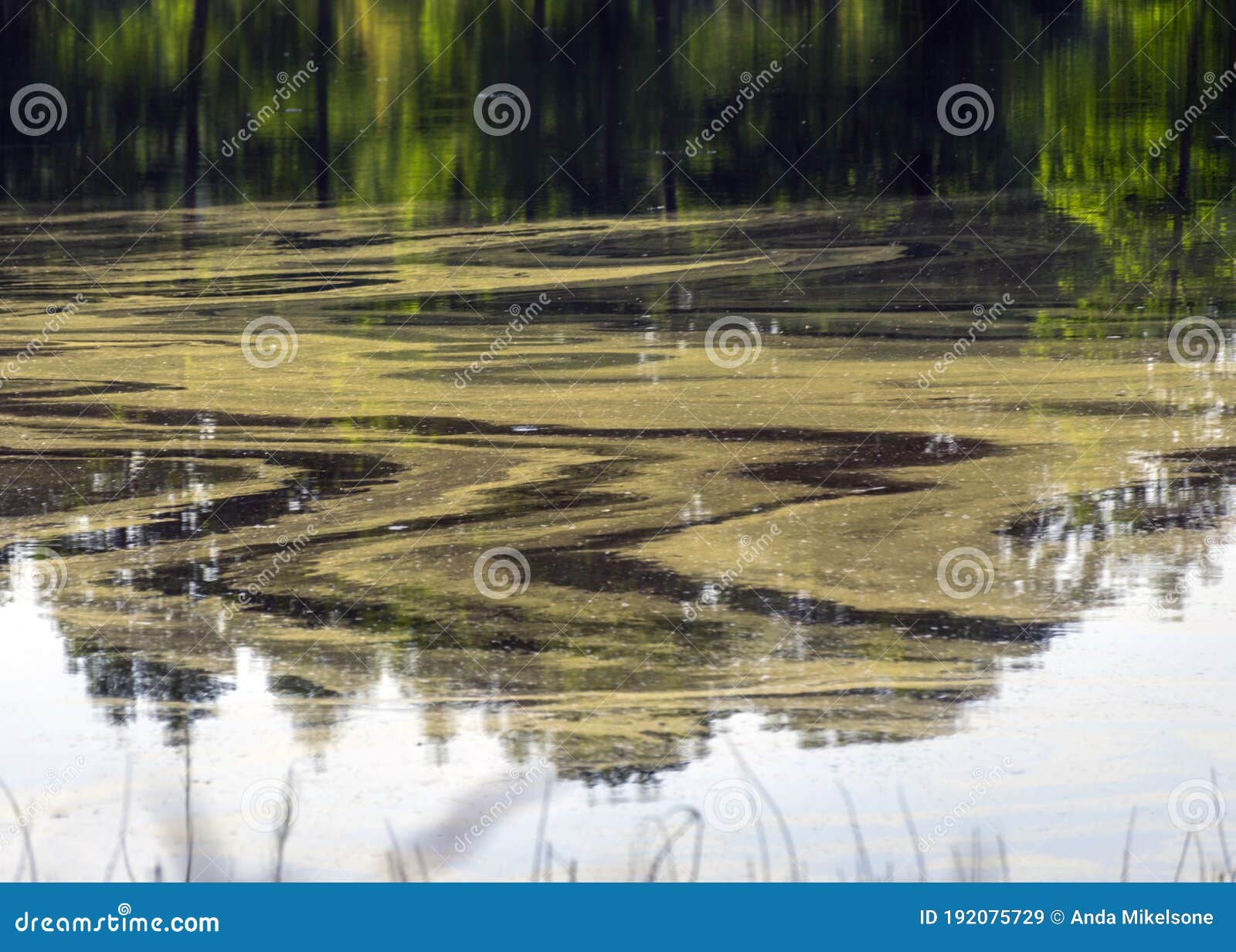 Abstract Image with Water Texture on the Pond Surface, Summer Stock ...