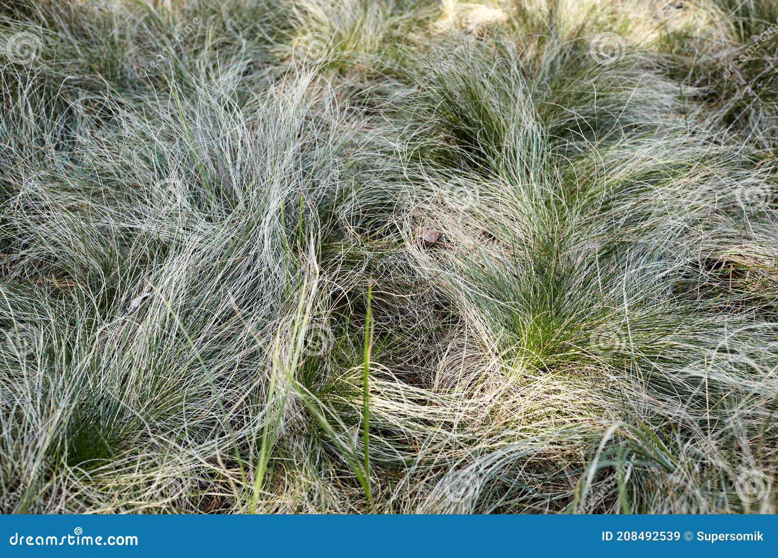 Abstract Image of Wavy Grass at Field Stock Image - Image of botany, herb: 208492539