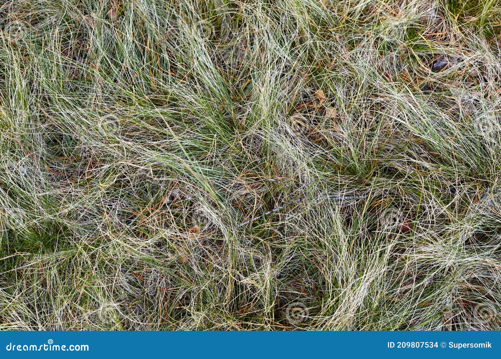 Abstract Image of Wavy Grass at Field Stock Photo - Image of fresh ...