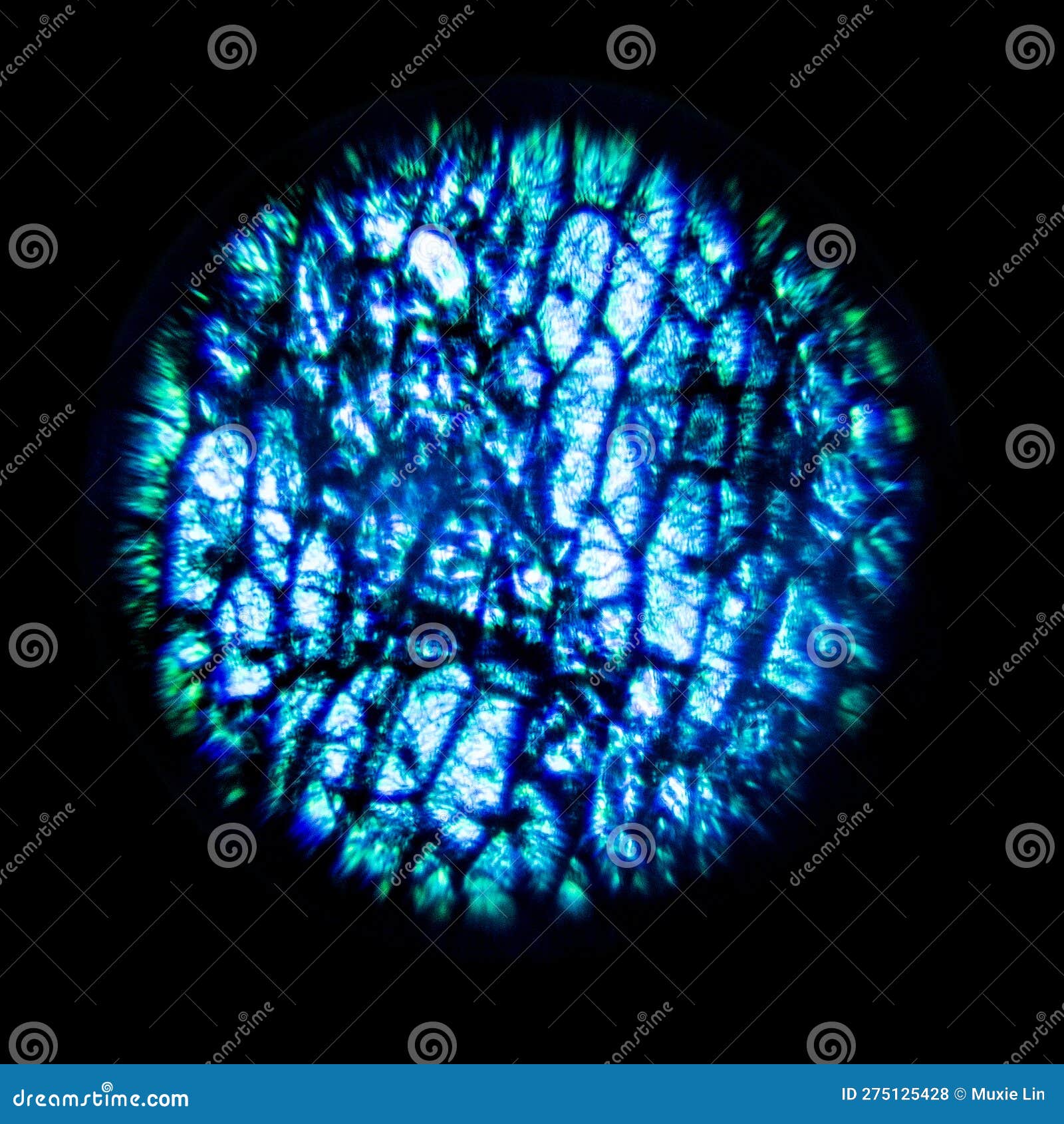Abstract Images of Vegetable Cells Under a Microscope Stock Photo ...