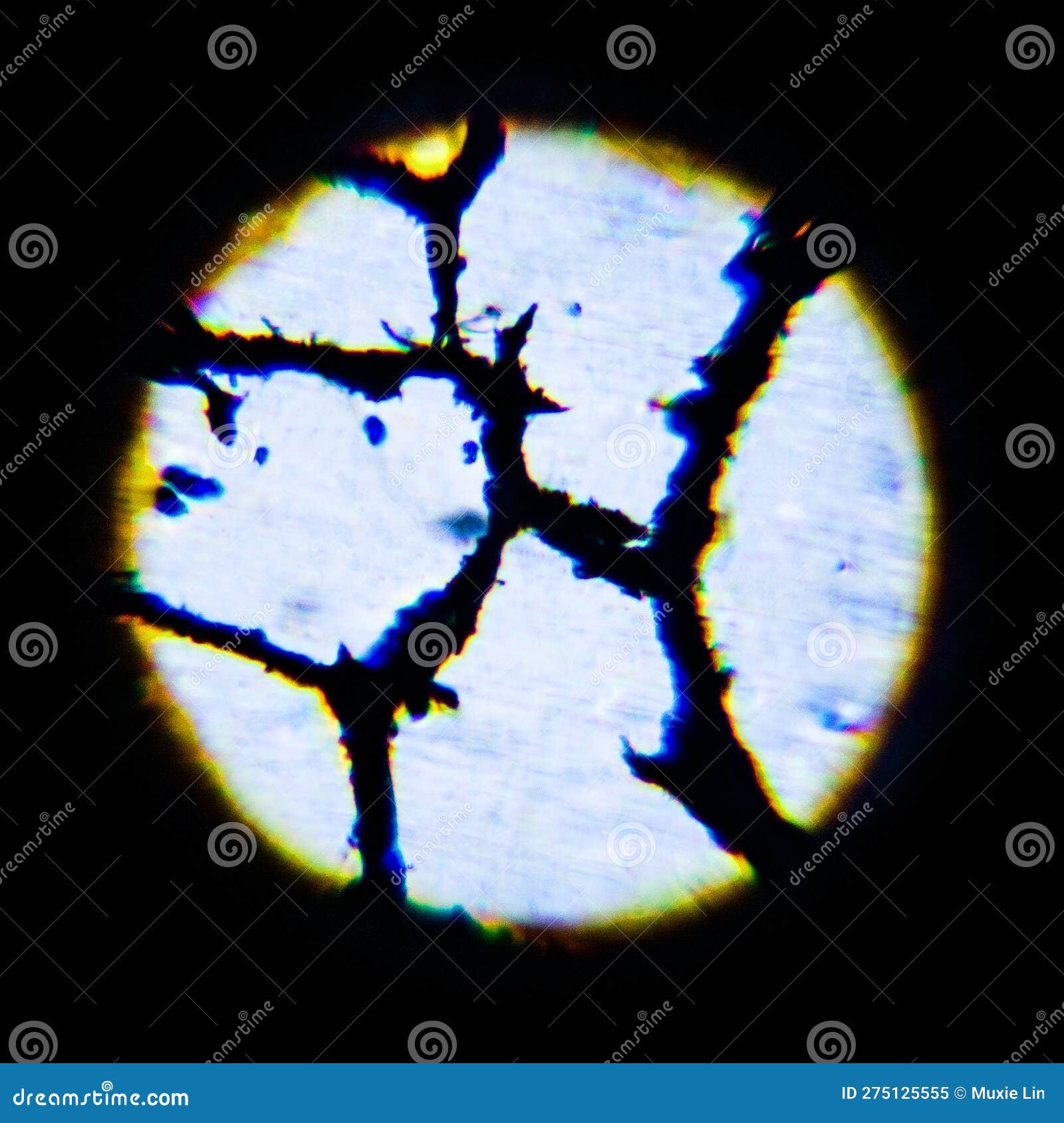 Abstract Images of Vegetable Cells Under a Microscope Stock Image ...