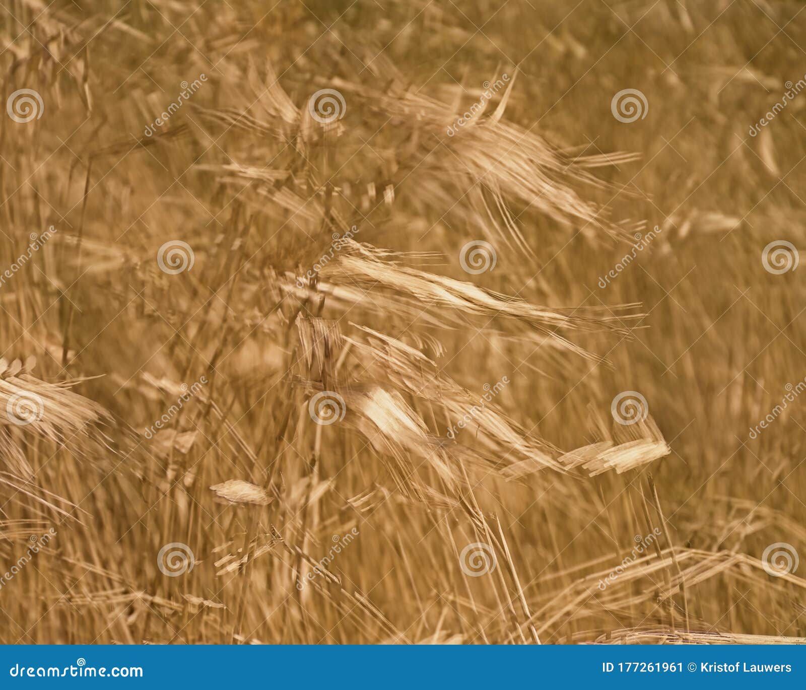 Abstract Impression of Reed Leafs Stock Image - Image of botany, golden ...