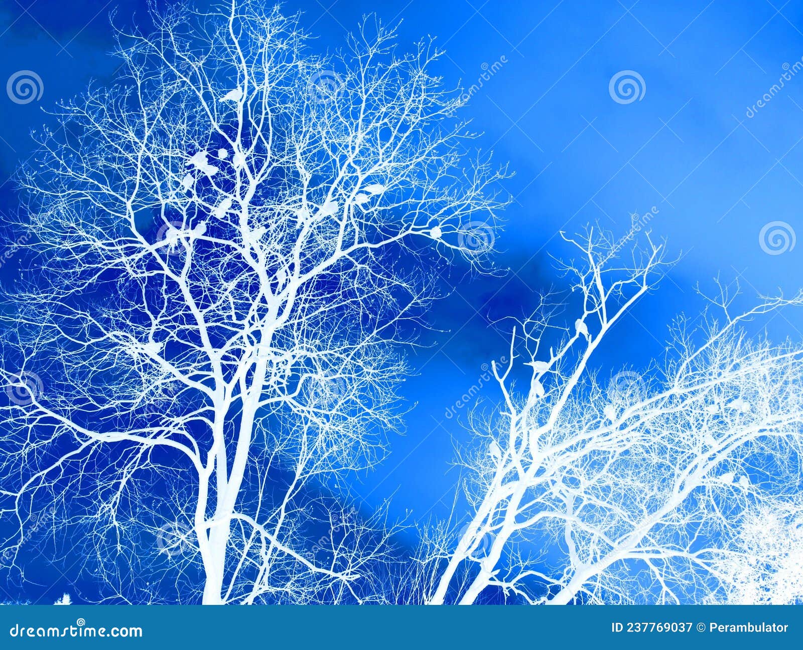 INVERT IMAGE OF TREES IN WHITE WITH BLUE BACKGROUND Royalty-Free Stock ...