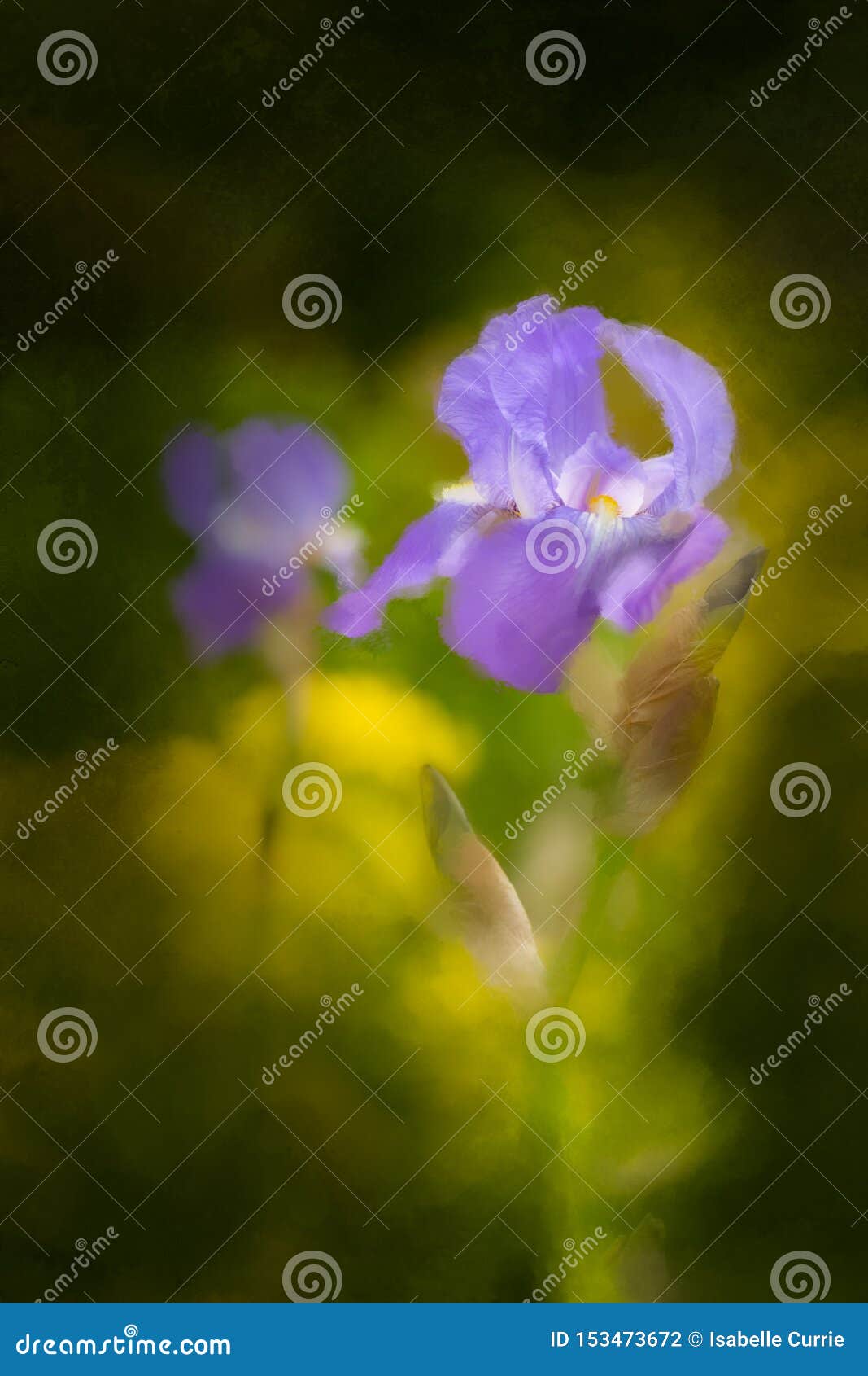 Abstract Iris with Painterly Effect Stock Photo - Image of abstract ...
