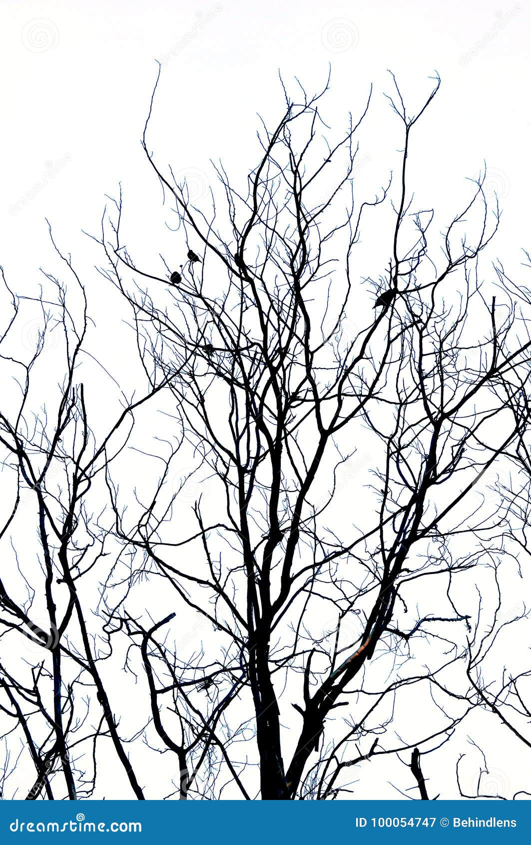 Abstract Isolate Black and White of Dried Tree. Stock Image - Image of ...