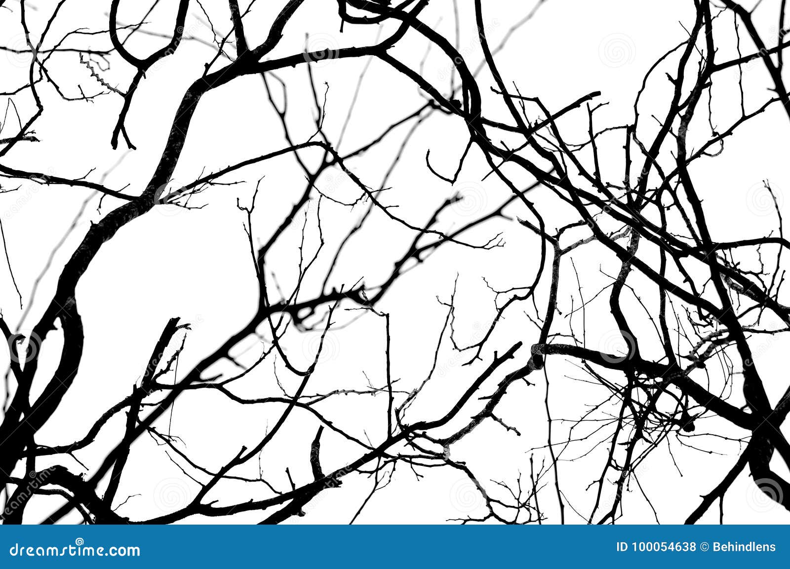 Abstract Isolate Black and White of Dried Tree. Stock Photo - Image of ...