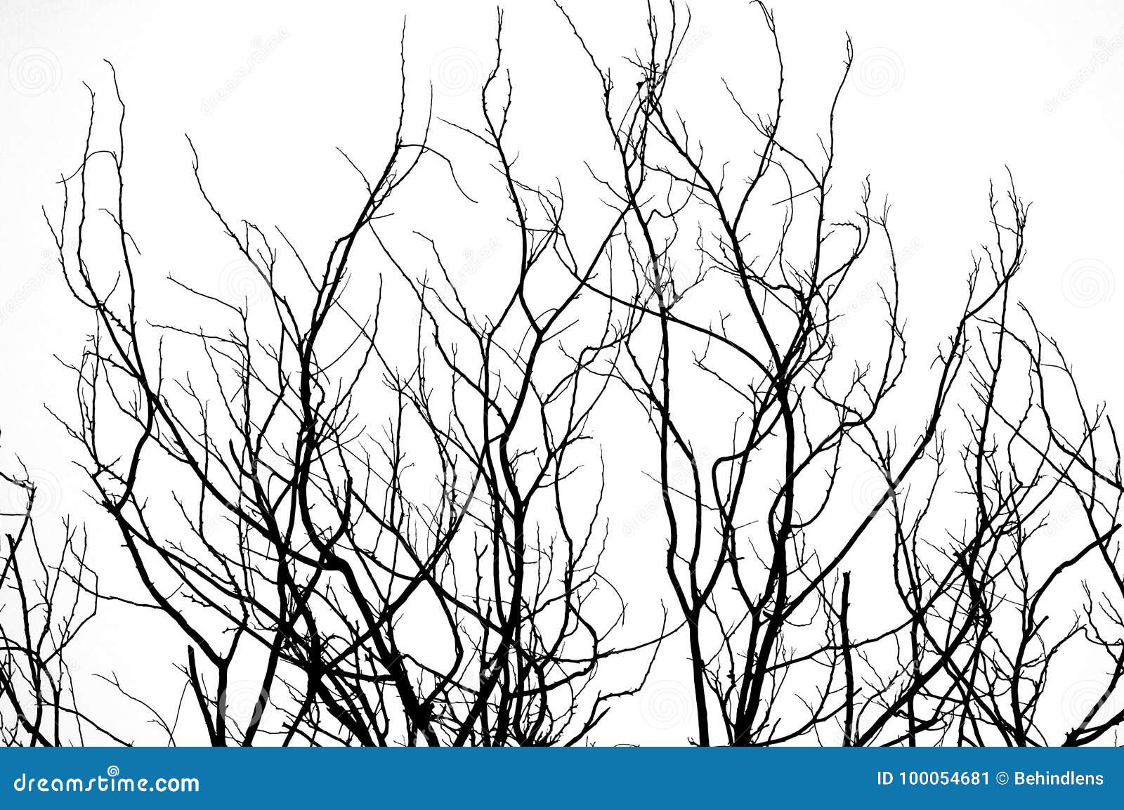 Abstract Isolate Black and White of Dried Tree. Stock Image - Image of ...