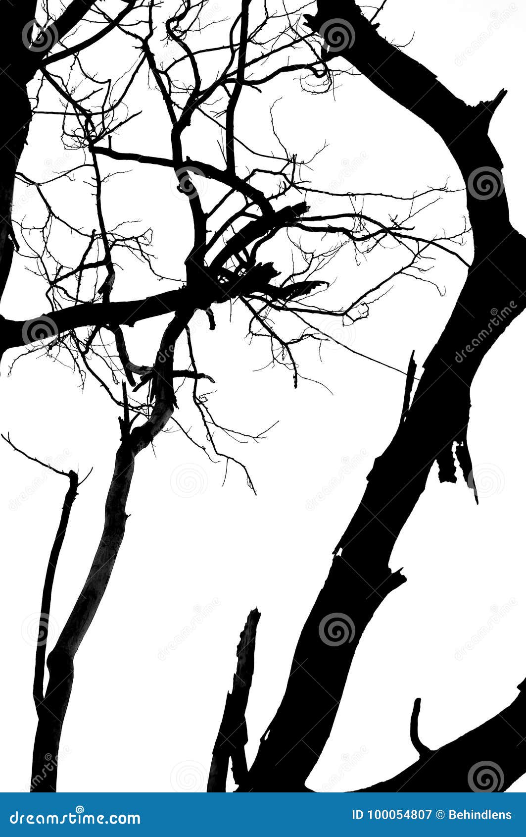 Abstract Isolate Black and White of Dried Tree. Stock Image - Image of ...