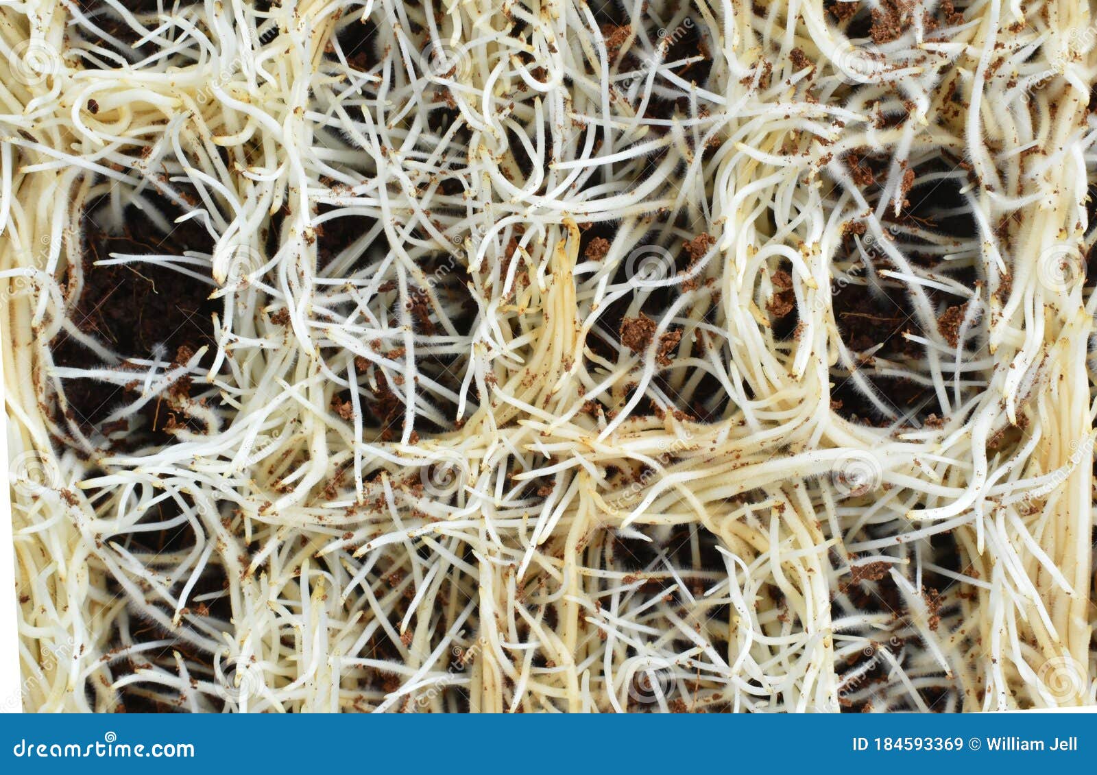 Abstract Isolated Macro of Pea Microgreens Roots Growing in Coconut ...