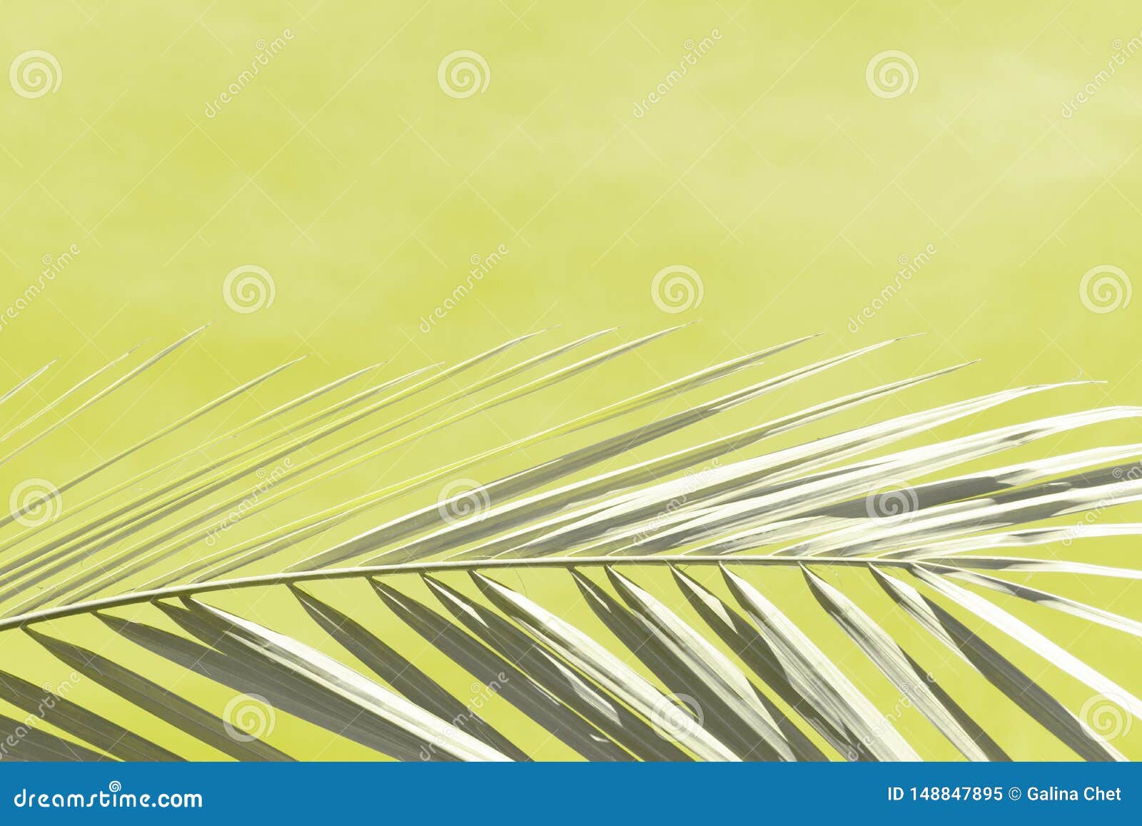 Abstract Khaki Background with Gray Branches of Palm Trees. Stock Image ...