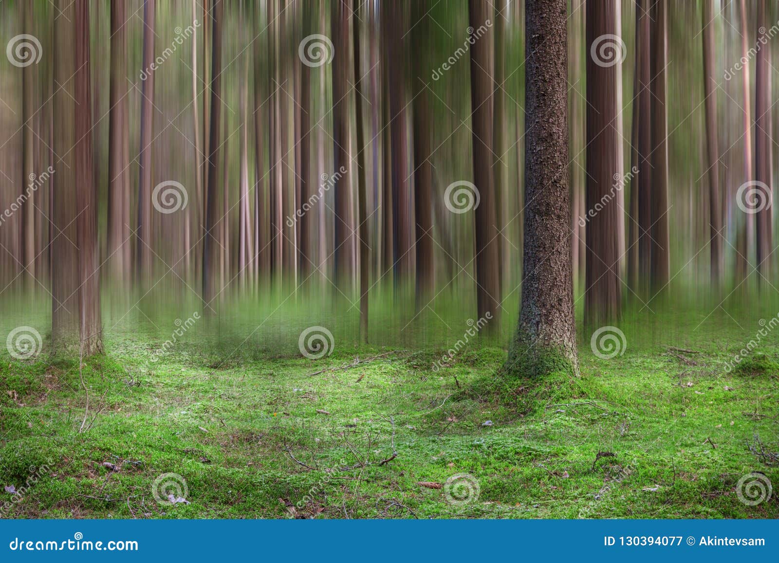 Abstract Blurred Tree Trunks in the Forest Stock Image - Image of ...