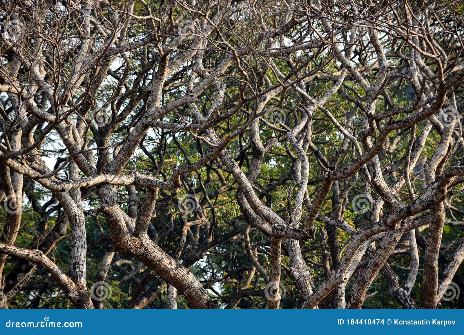 Abstract Landscape. Leafless Branches of an Old Tree Intertwined Stock ...