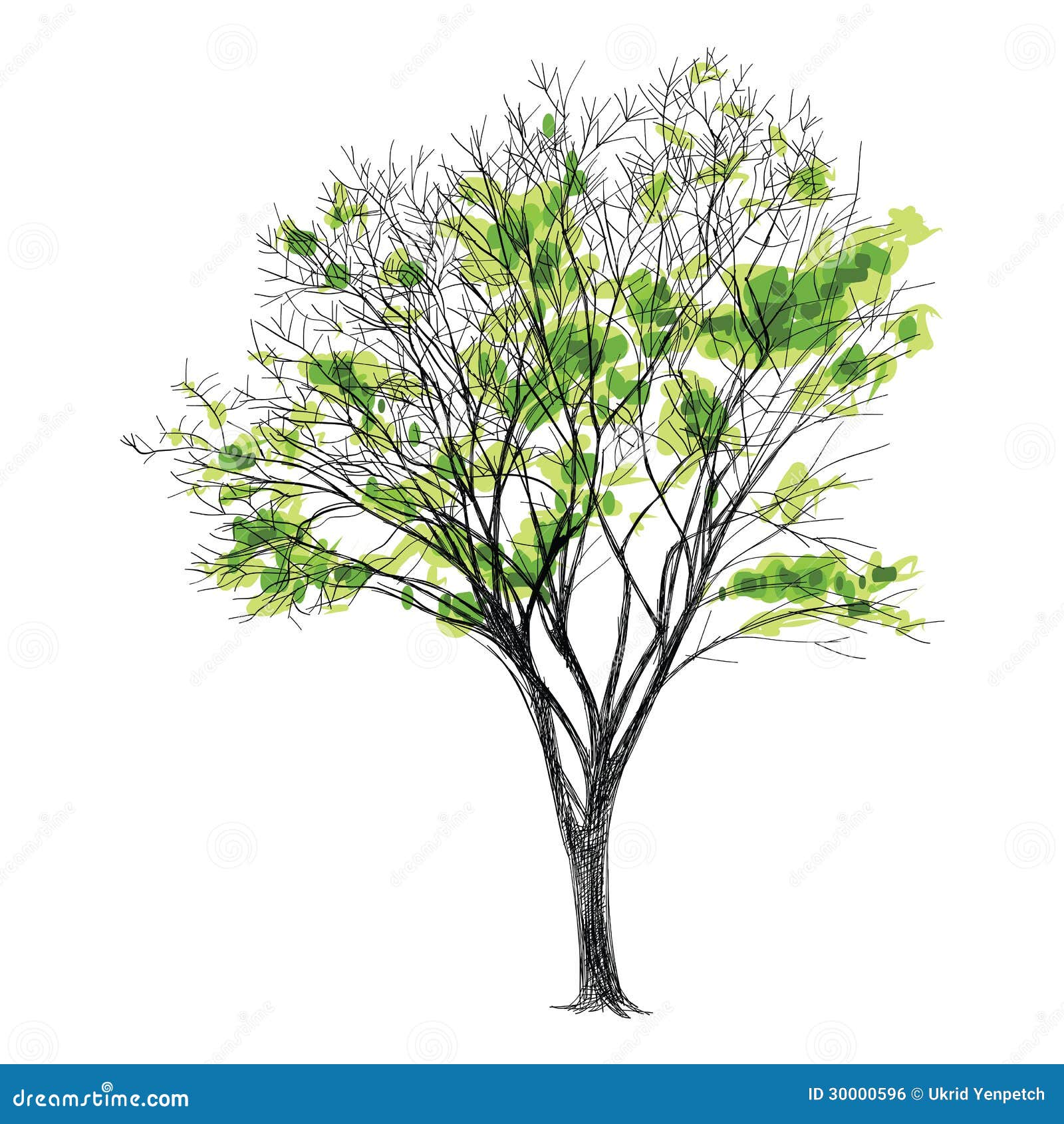 Large Bare Tree without Leaves - Hand Drawn Stock Vector - Illustration ...