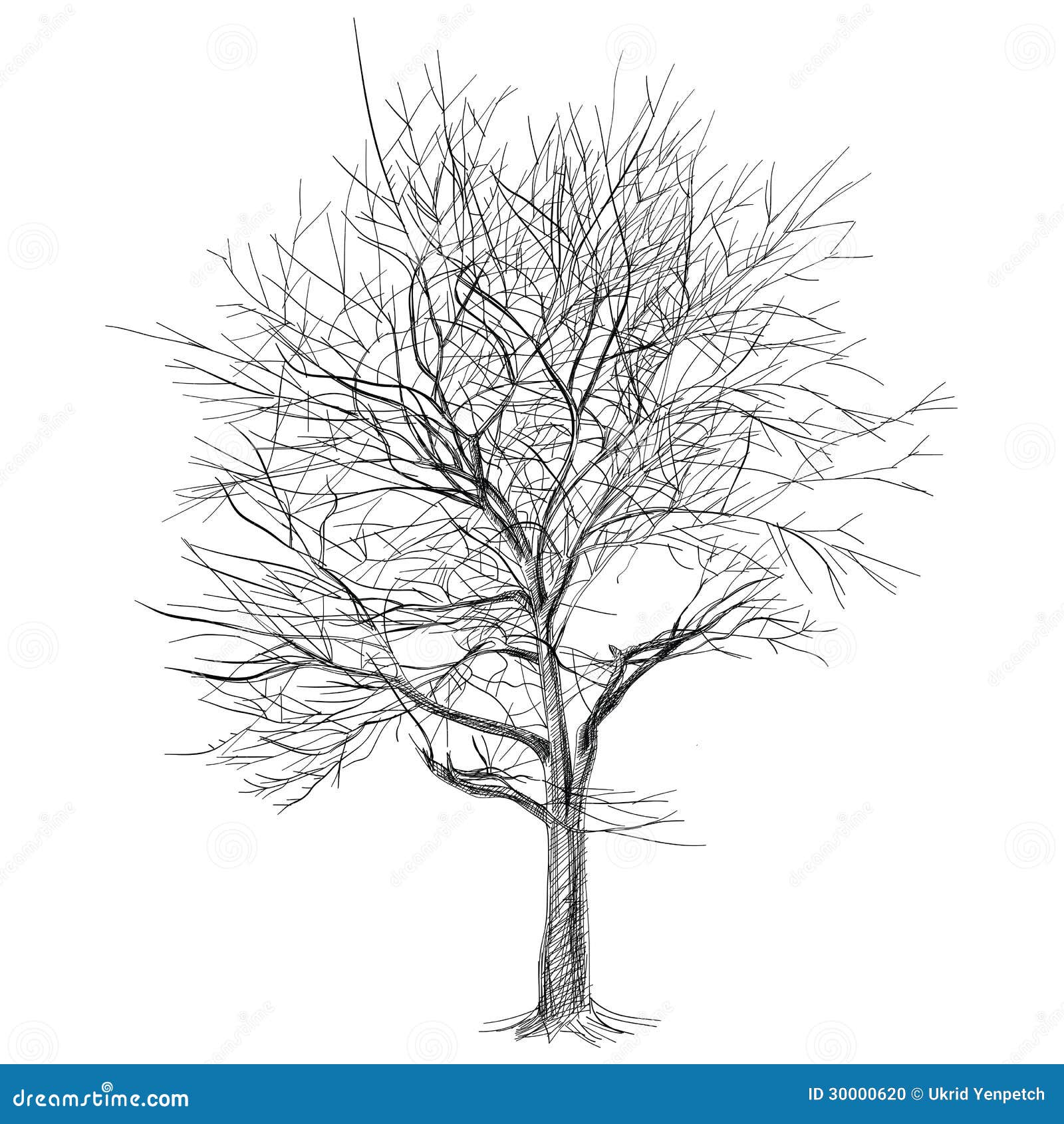 Large Bare Tree without Leaves (Sakura Tree) - Han Stock Vector ...