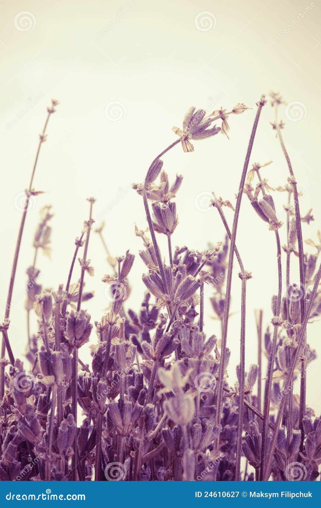 Abstract lavender stock image. Image of abstract, cover - 24610627
