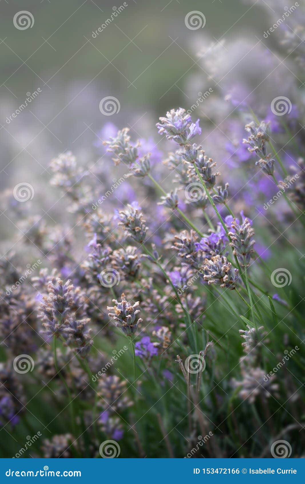 Abstract of Lavender Flowers in Bloom Stock Photo - Image of blossom ...