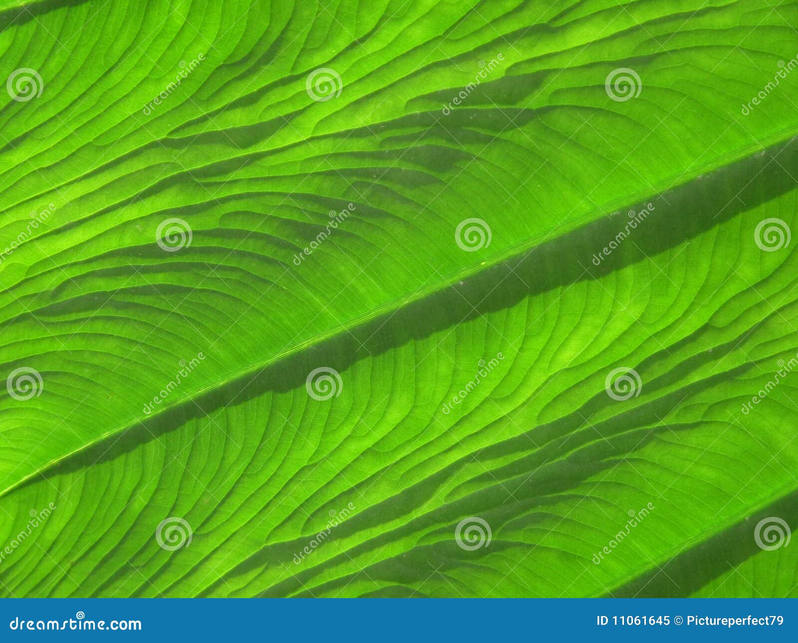 Abstract leaf stock image. Image of textures, green, background - 11061645