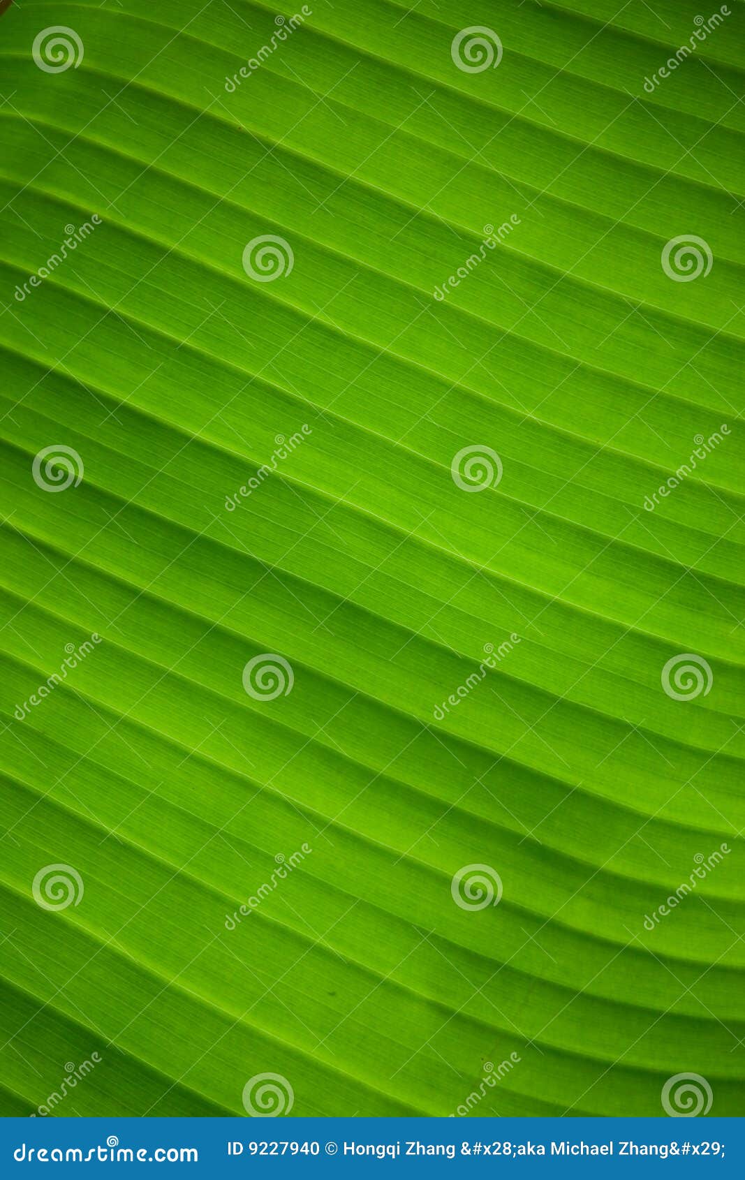 Abstract leaf design stock photo. Image of flora, curvy - 9227940