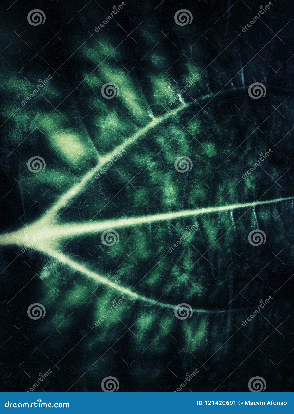 Abstract leaf stock image. Image of nice, depicts, peace - 121420691