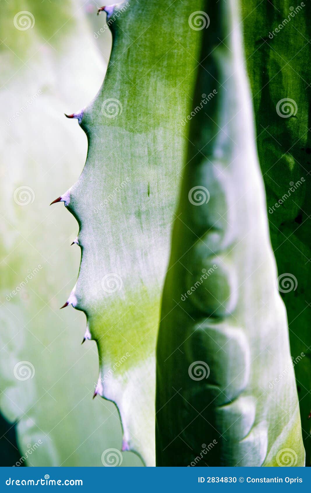 Sharp Protrusions Stock Photos - Free & Royalty-Free Stock Photos from ...