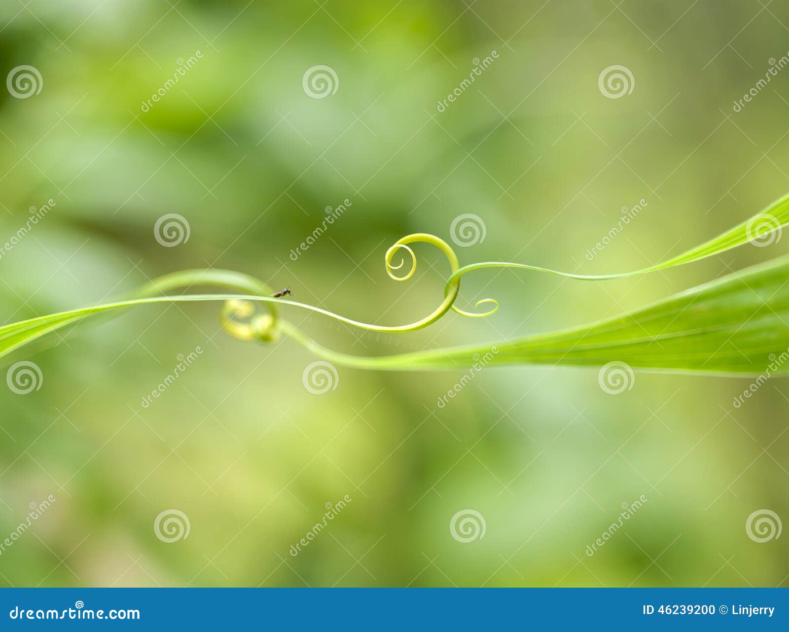 Abstract Leaf Spiral Close-up Stock Photo - Image of closeup, spiral ...