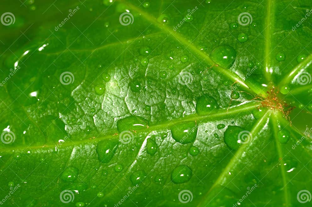 Abstract leaf texture stock photo. Image of close, droplets - 1549718