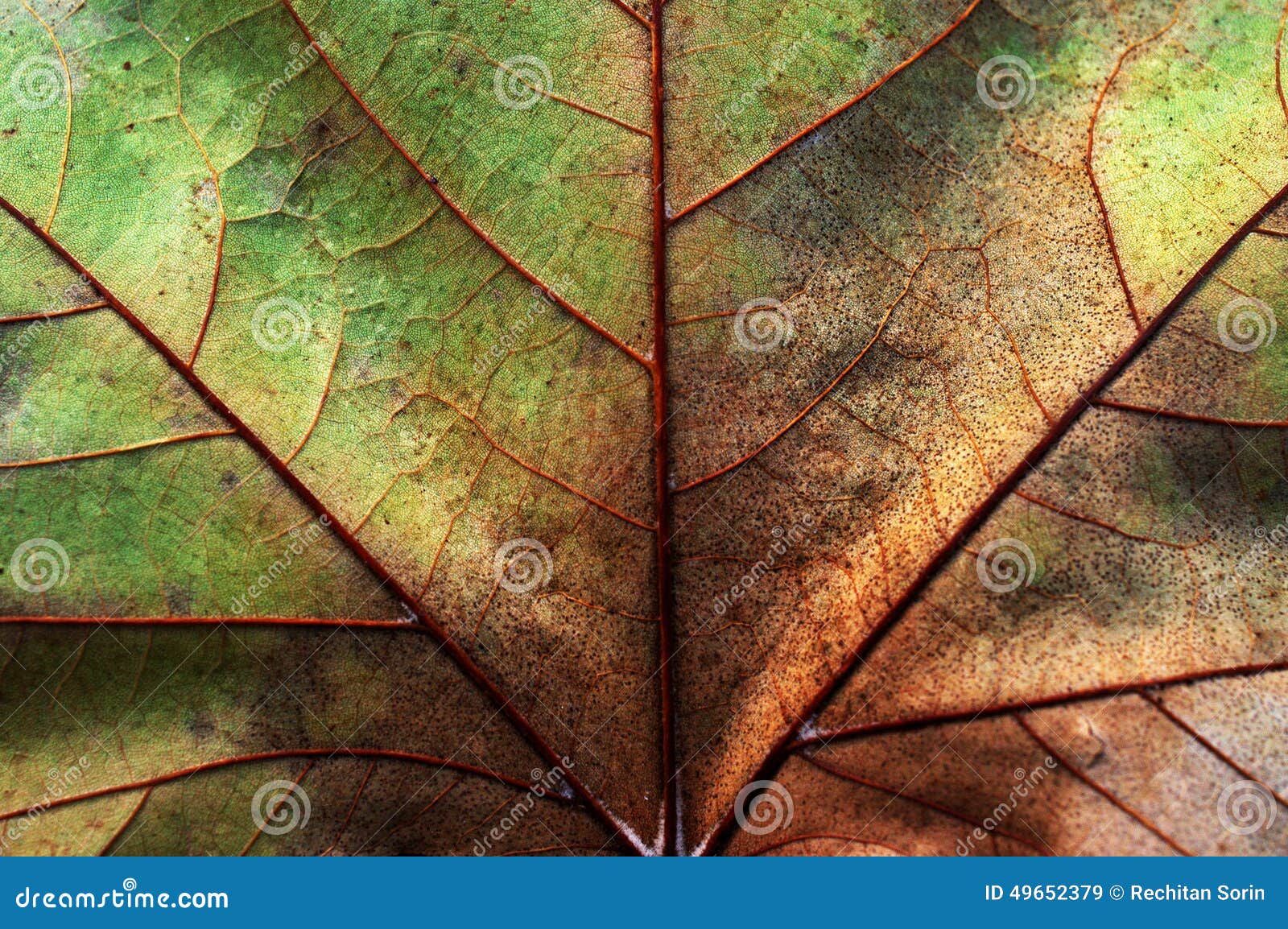 Abstract leaf texture stock image. Image of beautiful - 49652379