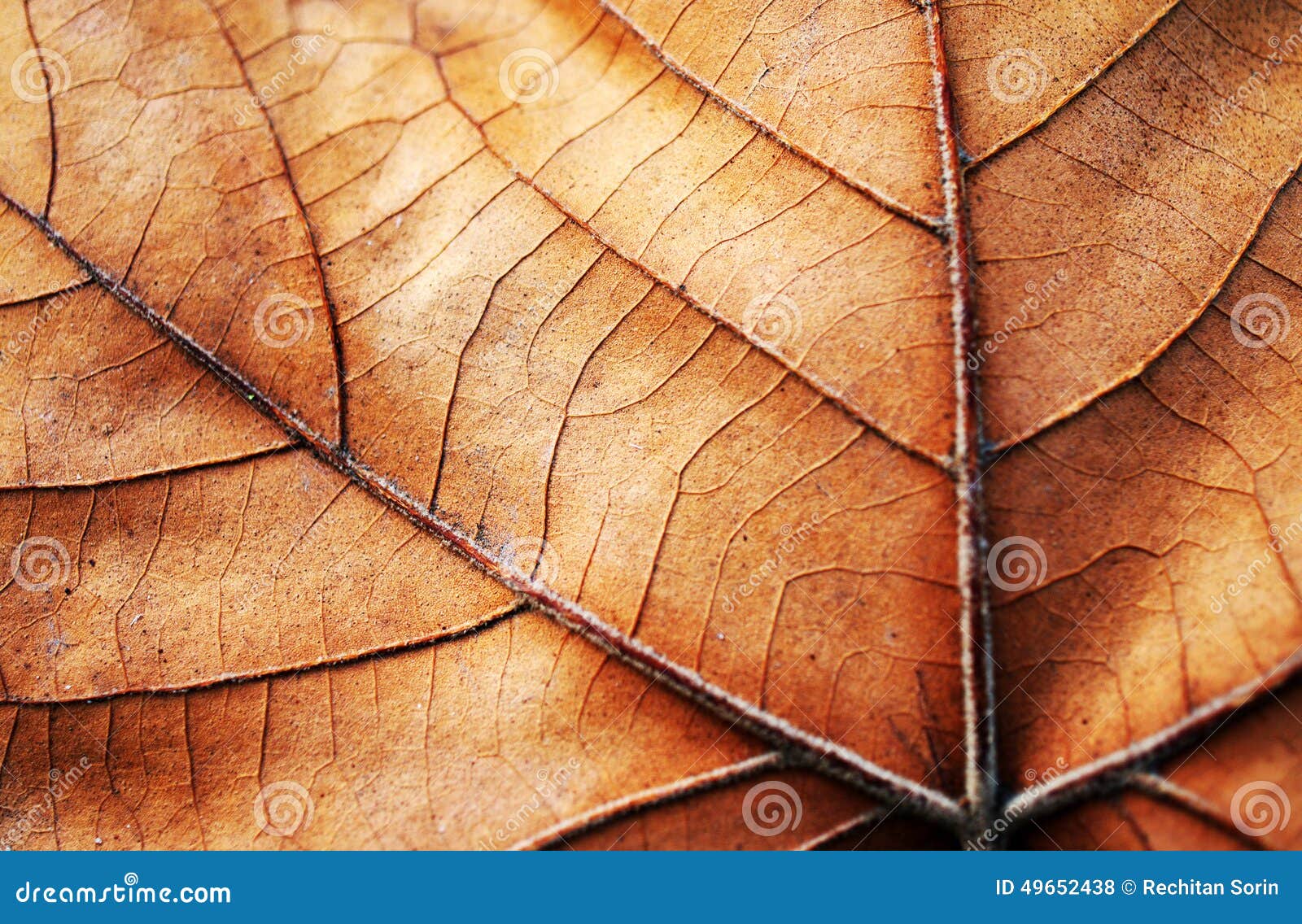 Abstract leaf texture stock photo. Image of decoration - 49652438