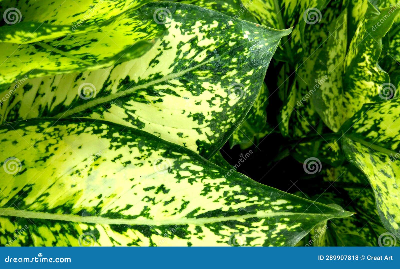 Abstract Leaf Texture Background Stock Photo - Image of botanical ...