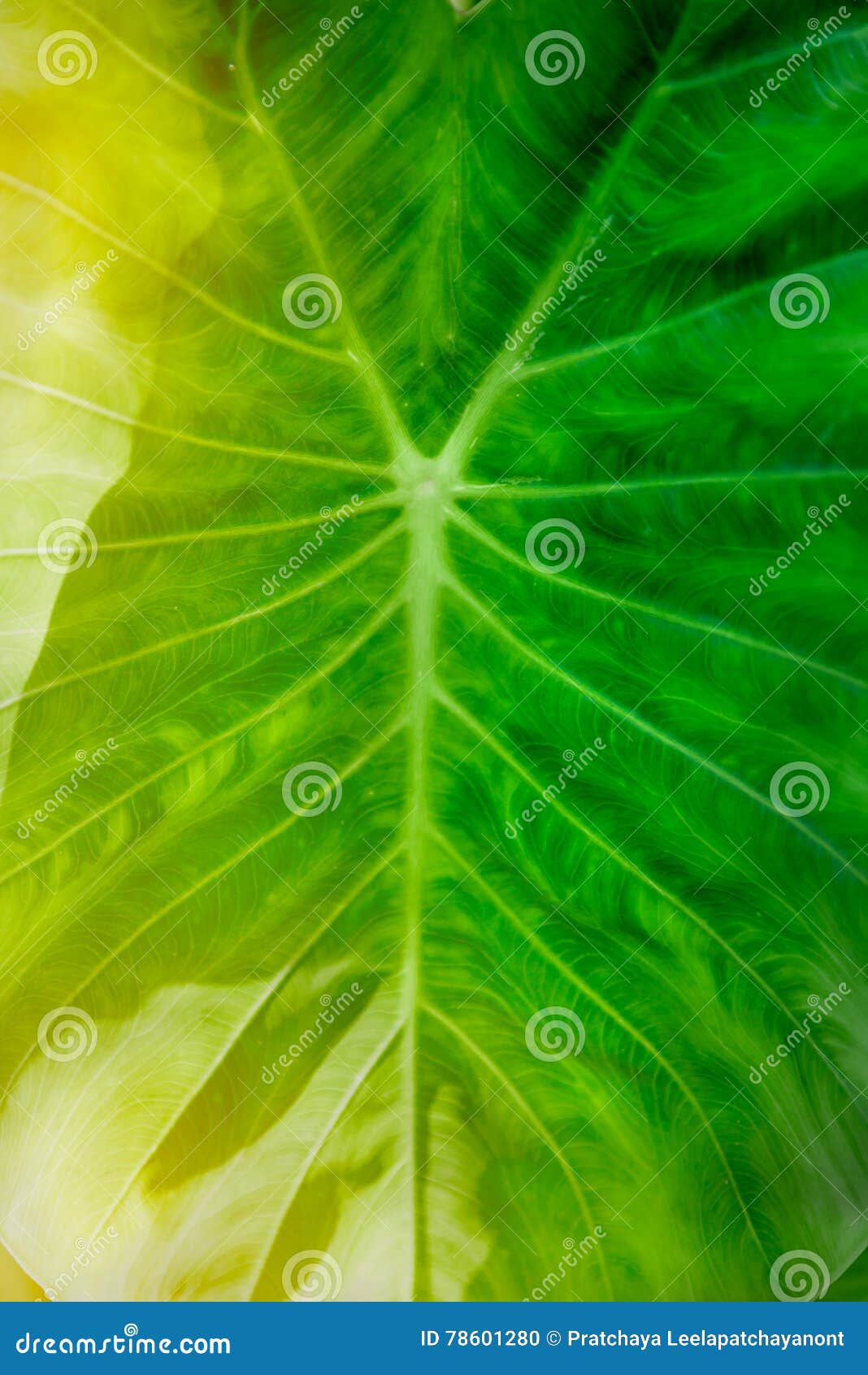 Abstract Leaf Texture for Background Stock Photo - Image of filigree ...