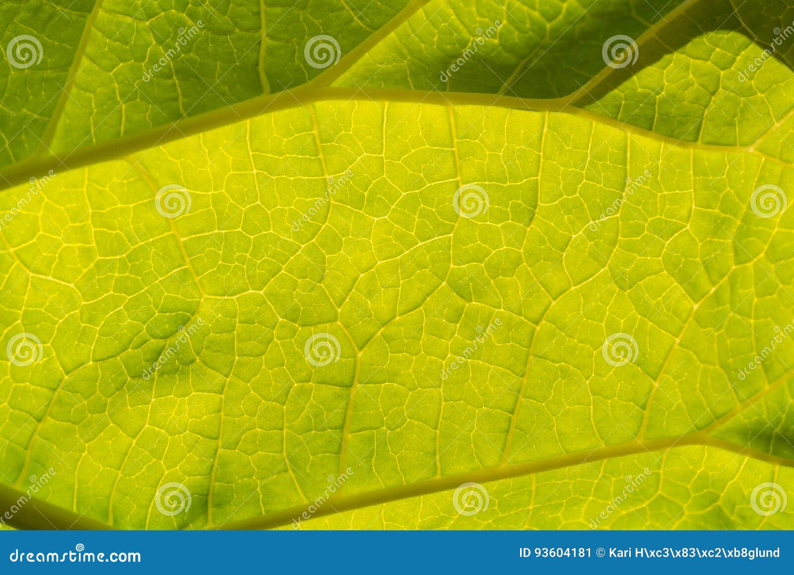 Abstract Leaf Texture for Background Stock Image - Image of close ...