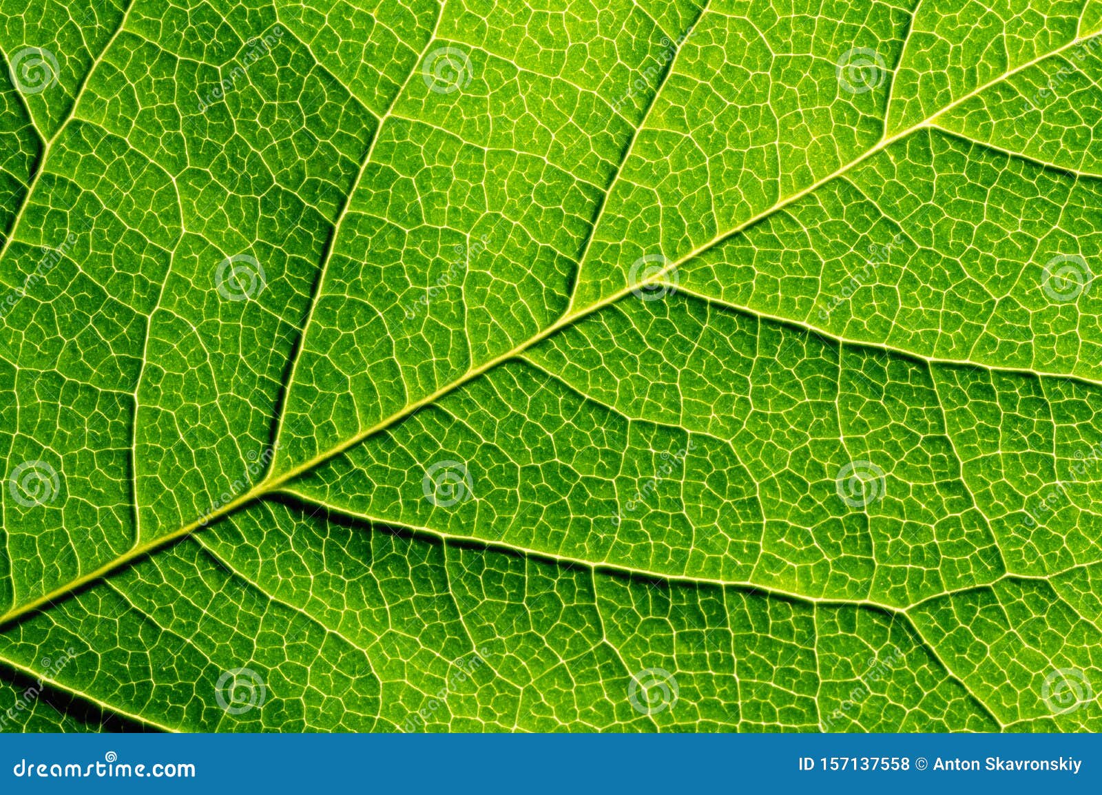 Abstract Leaf Texture. Image. Stock Photo - Image of cell, flora: 157137558
