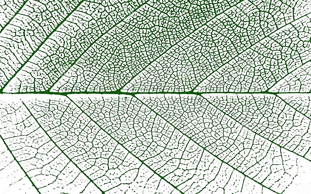 Abstract Leaf Texture Isolated on White Background Pattern Vector ...