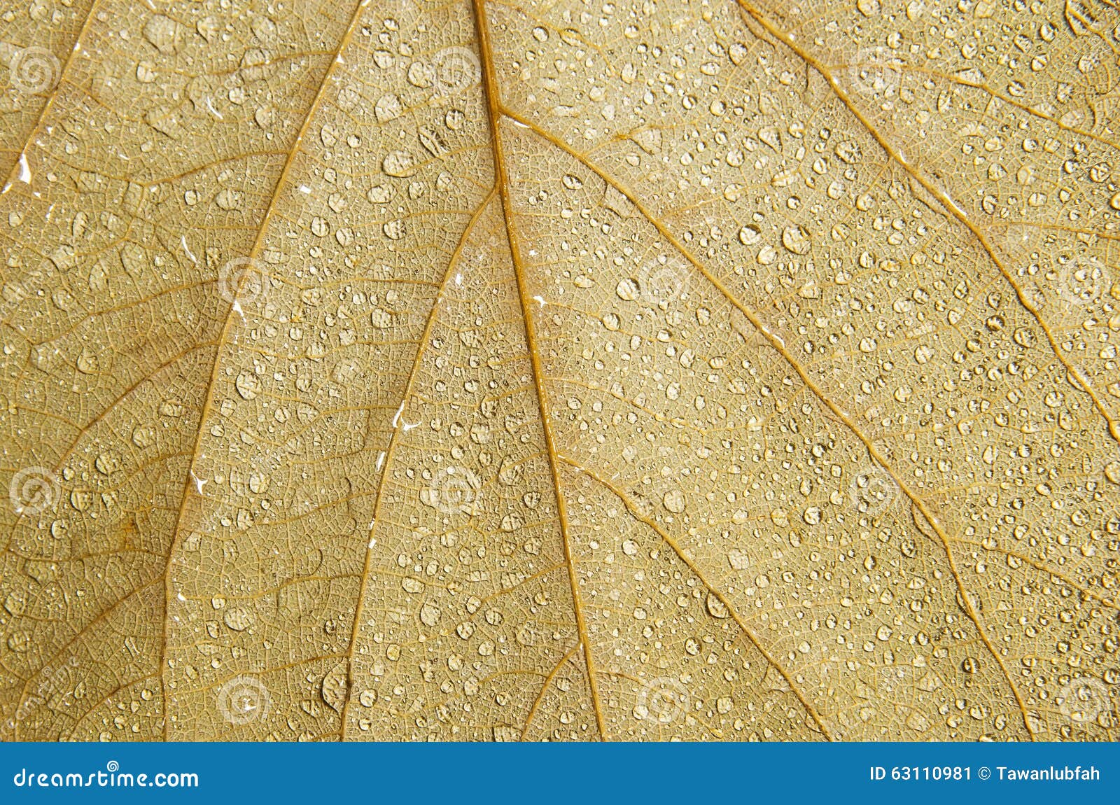 Abstract Leaf Texture with Water Drop for Background Stock Image ...
