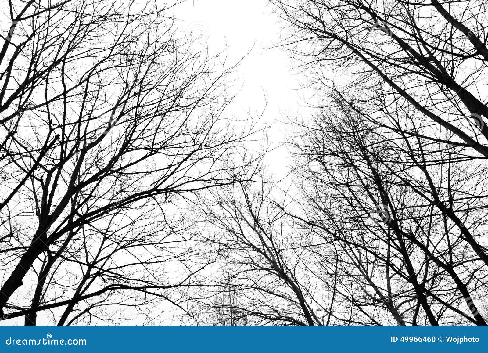Leafless Tree In The Forest Wallpaper Background Royalty-Free Stock ...
