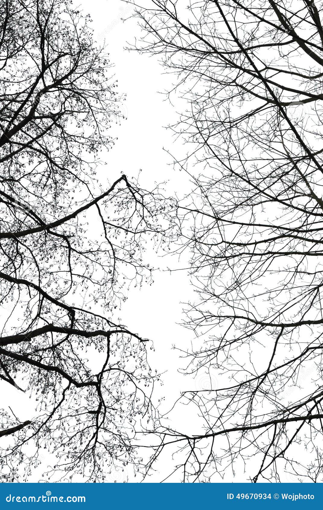 Leafless Tree In The Forest Wallpaper Background Royalty-Free Stock ...